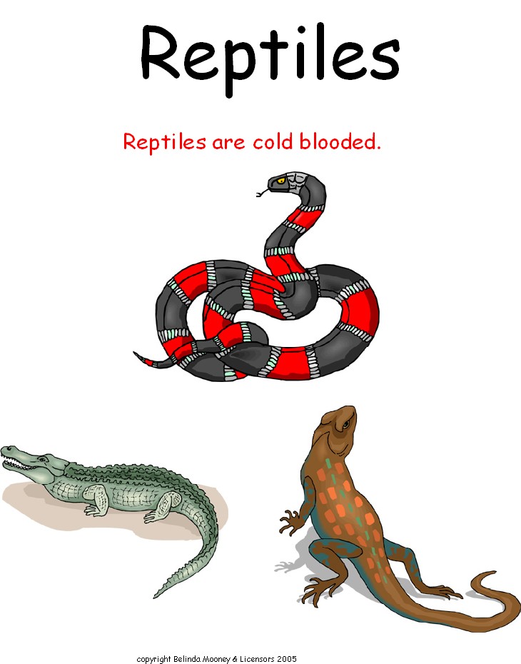 ANIMAL GROUPING: REPTILES 2 | learningenglish-esl